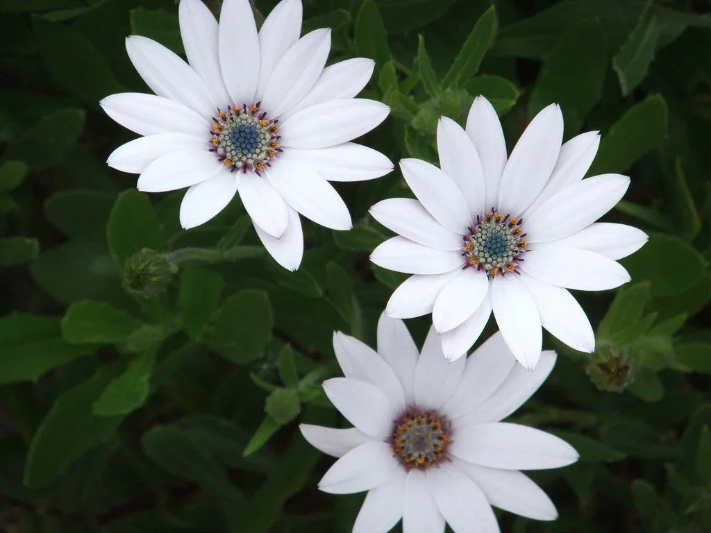 white flowers types