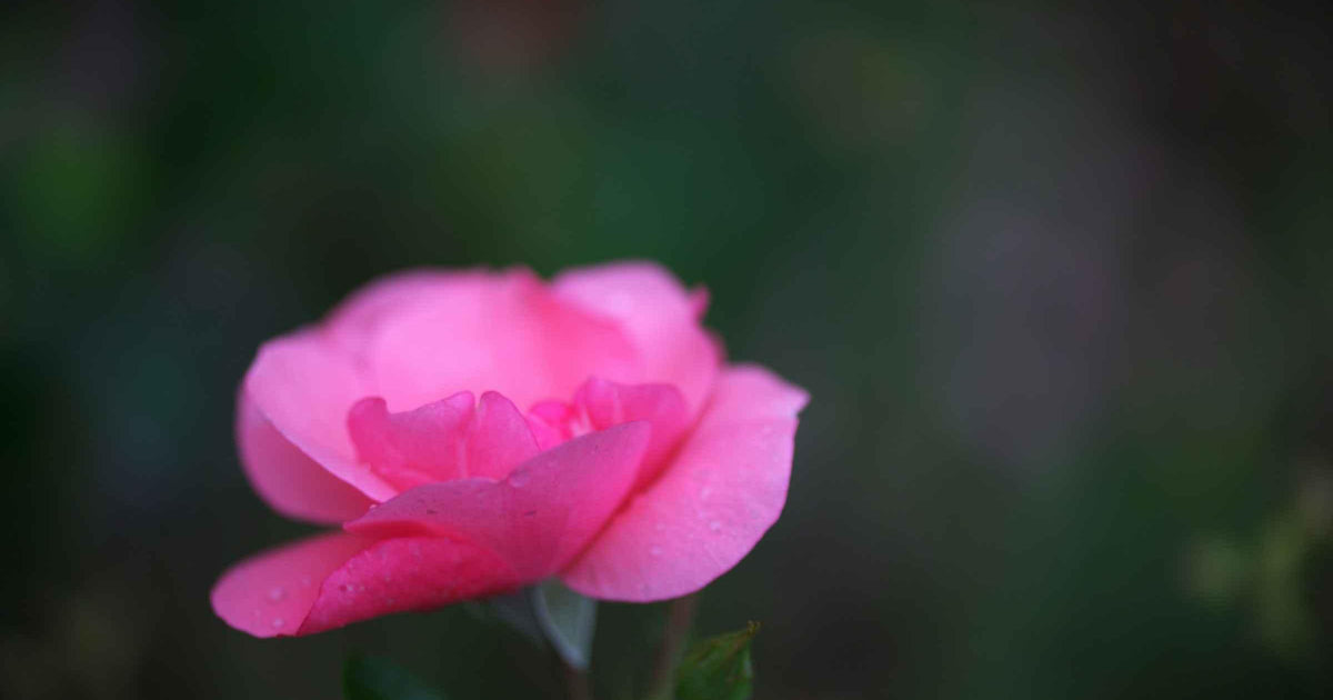 7 Types of Condolence Flowers You Can Rely On – FlowerAdvisor MY